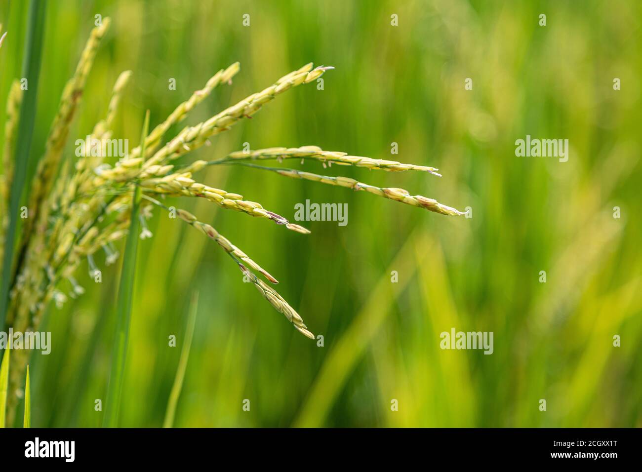 Rice grass hi-res stock photography and images - Alamy