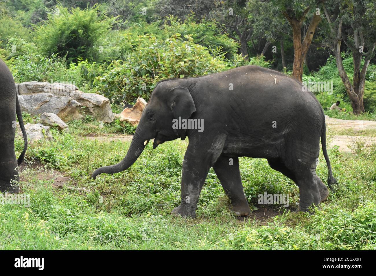 Elephant tails hi-res stock photography and images - Alamy
