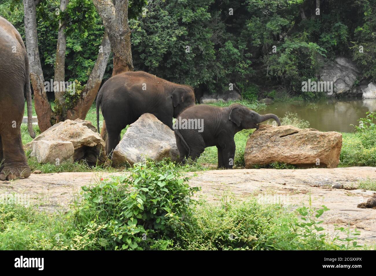 Indian Elephants (Elephas maximus indicus Stock Photo - Alamy
