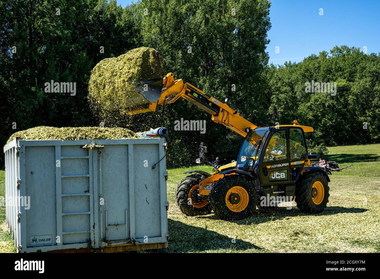 Laguepie, France 25.08.2020 Preparing sorghum silage for cattle feeding ...