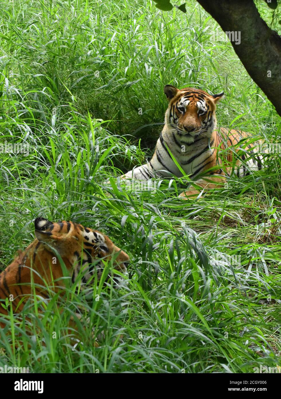 Tiger camouflage grass hi-res stock photography and images - Alamy