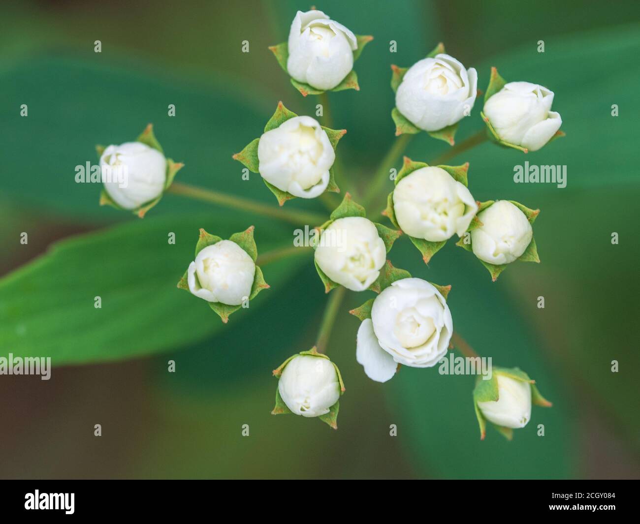 A cluster of tiny white flowers of the May bush, Spiraea, in the ...