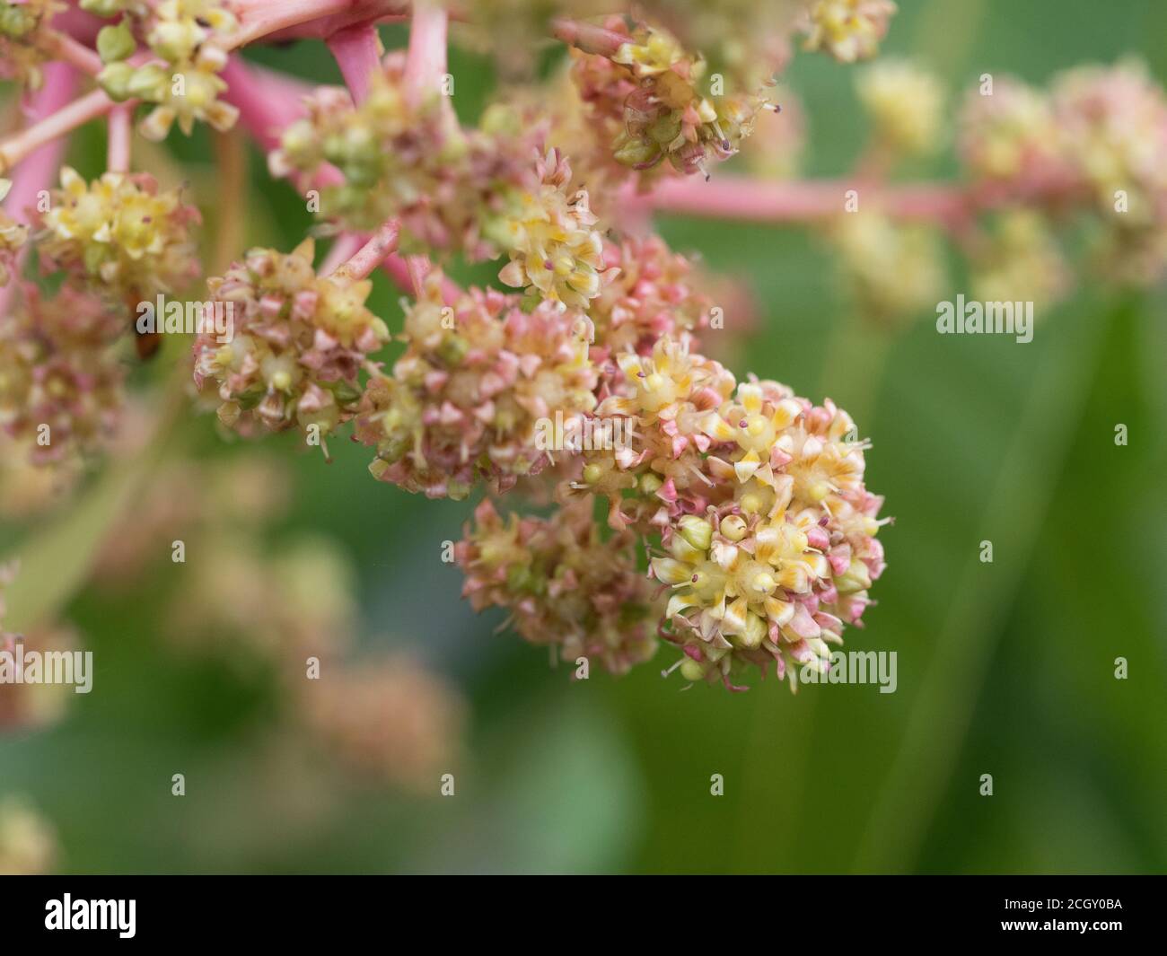 Closeup on the profuse flowering of a mango tree, flowers growing on ...