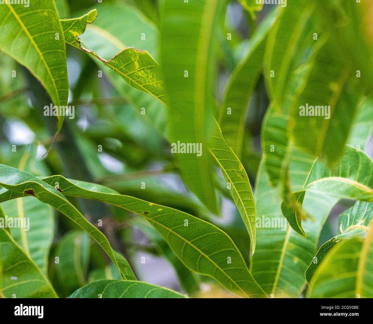 Leafy, the long green leaves of a Mango Tree, coastal domestic garden ...
