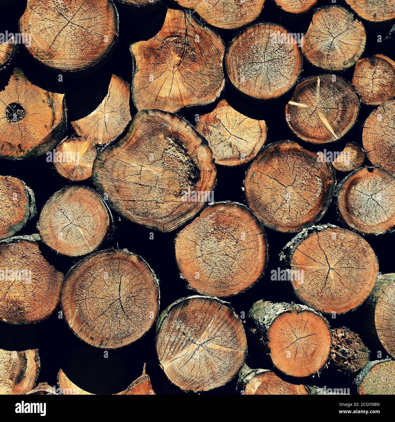 Logs of wood. Abstract nature background with wood in the forest Stock ...