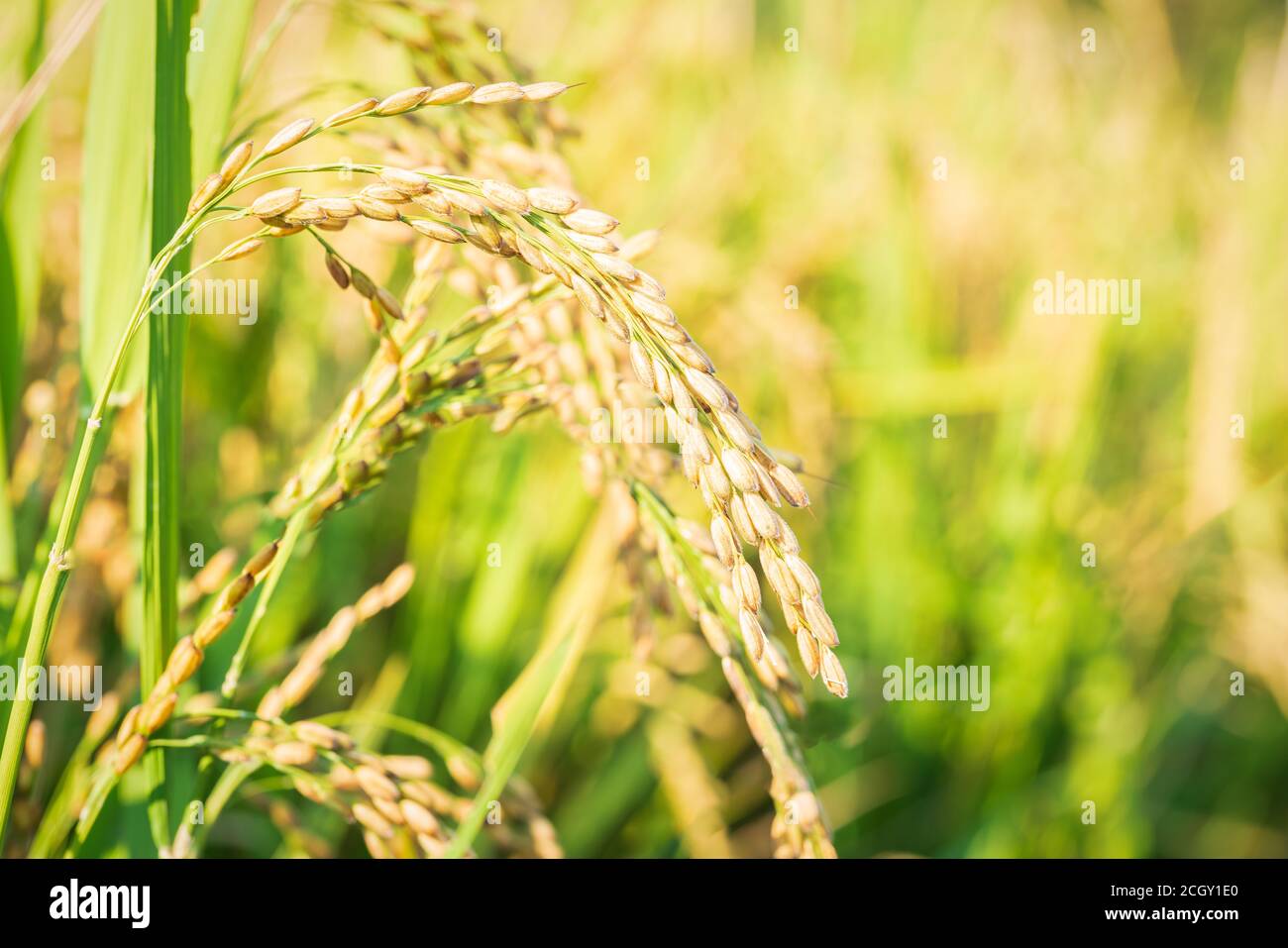 Rice paddy field europe hi-res stock photography and images - Alamy