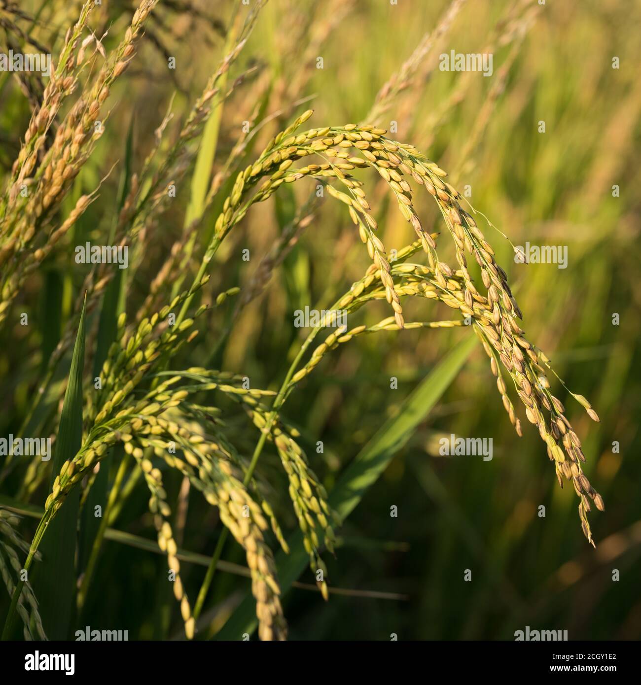 Rice paddy field europe hi-res stock photography and images - Alamy