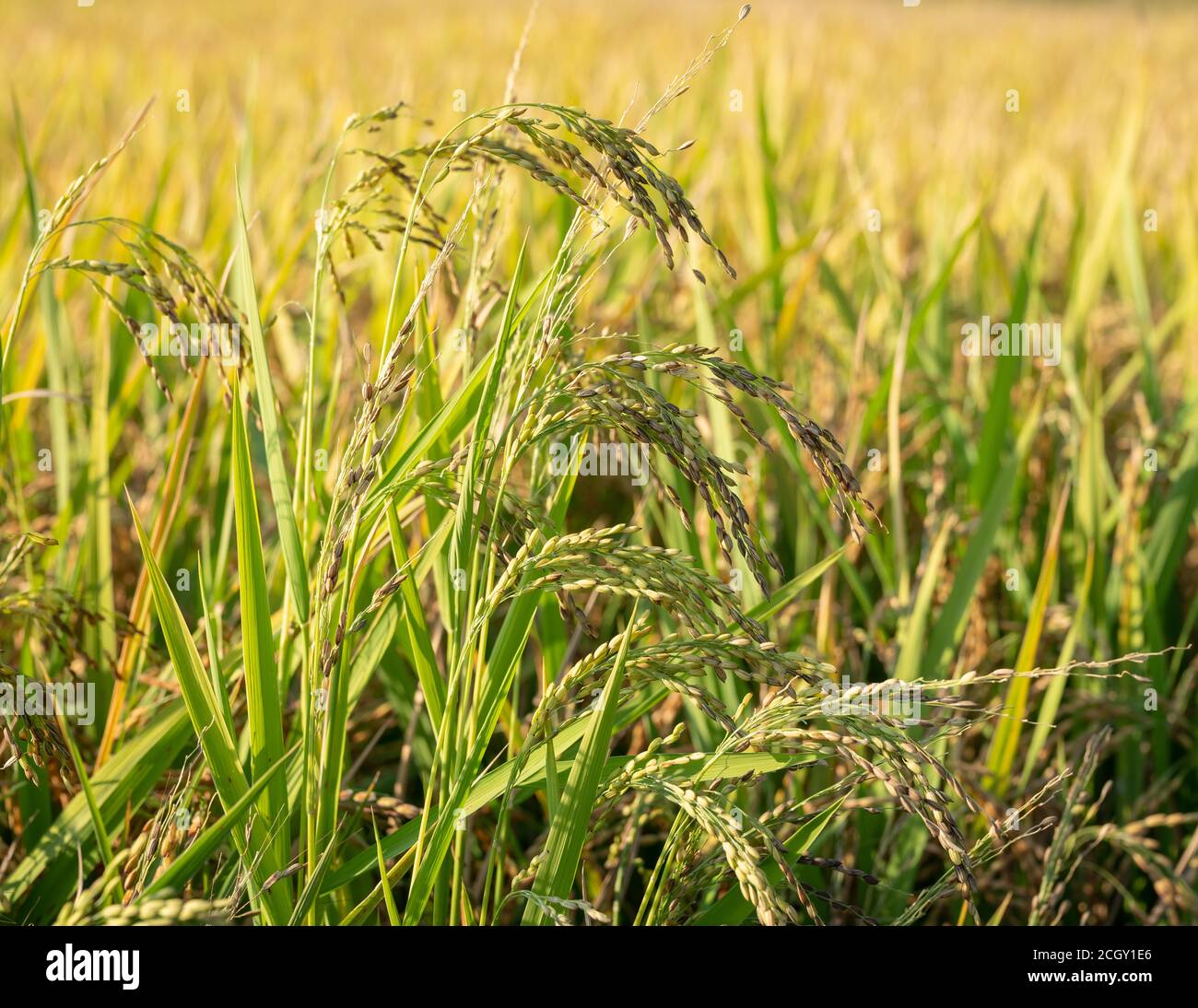 Rice paddy italy hi-res stock photography and images - Alamy