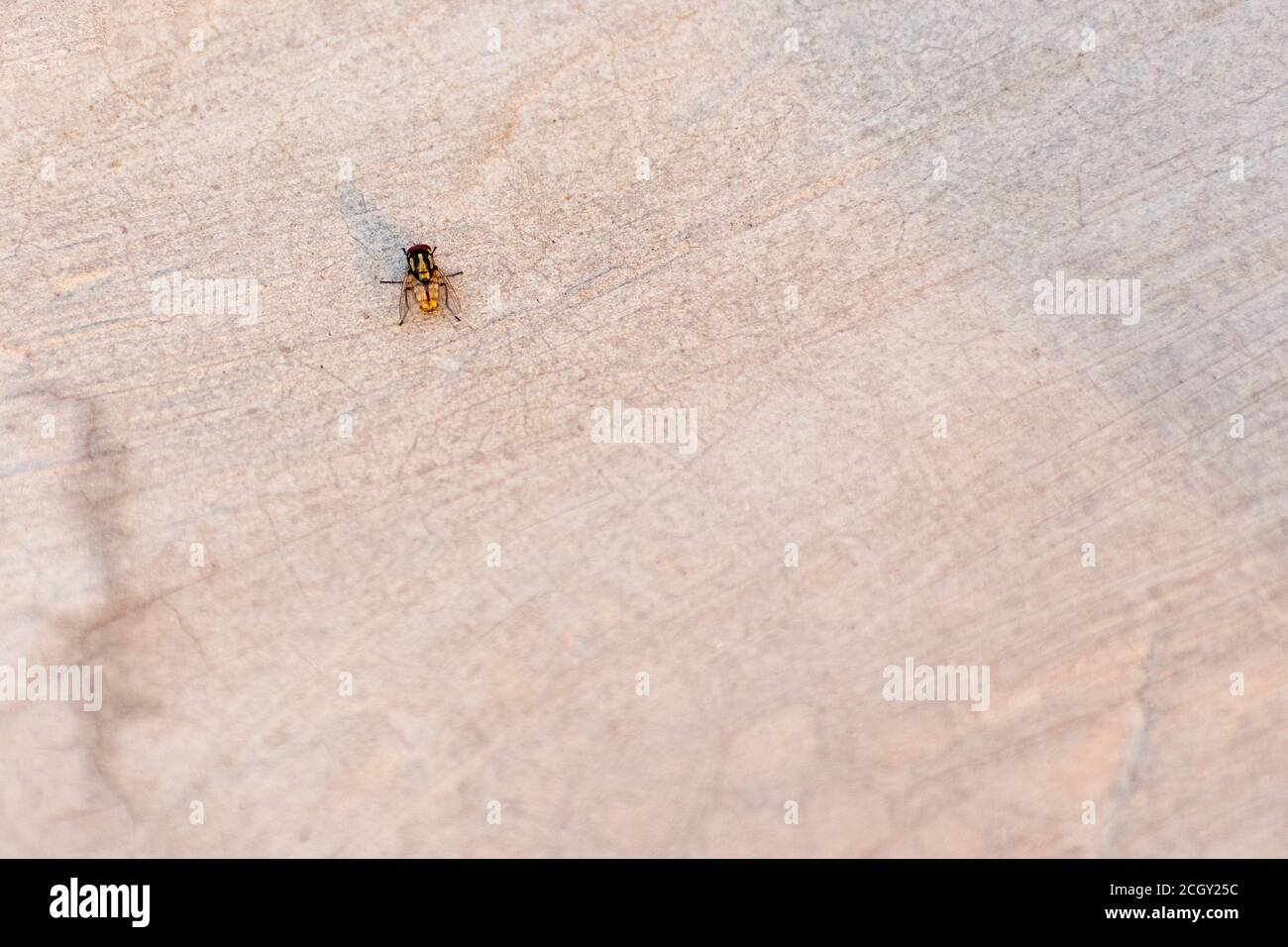 Closeup house fly hi-res stock photography and images - Alamy