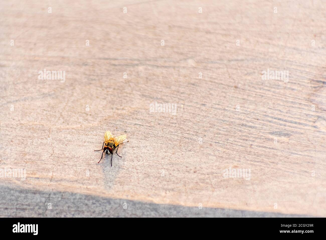Closeup house fly hi-res stock photography and images - Alamy