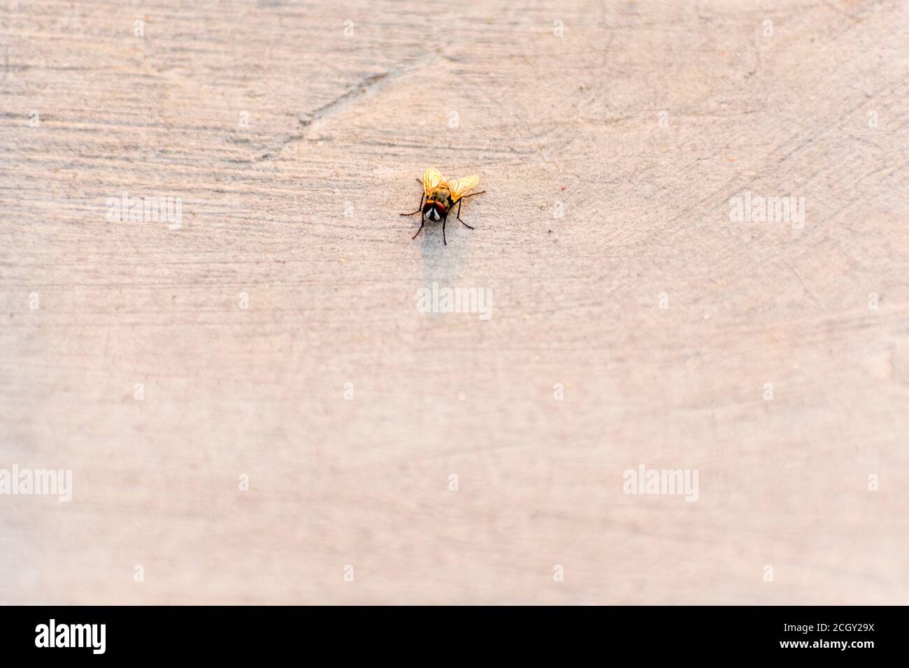Species of blow fly hi-res stock photography and images - Alamy