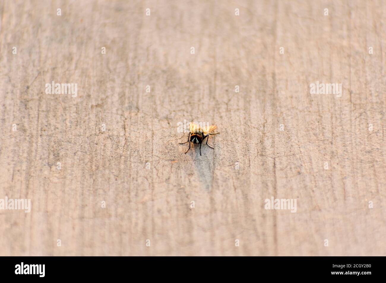 Closeup house fly hi-res stock photography and images - Alamy