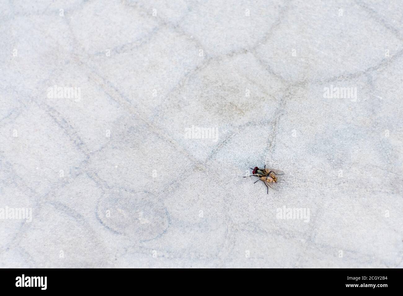 Closeup house fly hi-res stock photography and images - Alamy