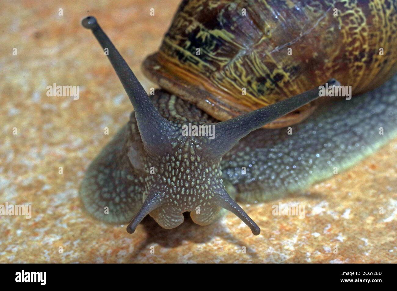 Snail in nature close-up Stock Photo - Alamy