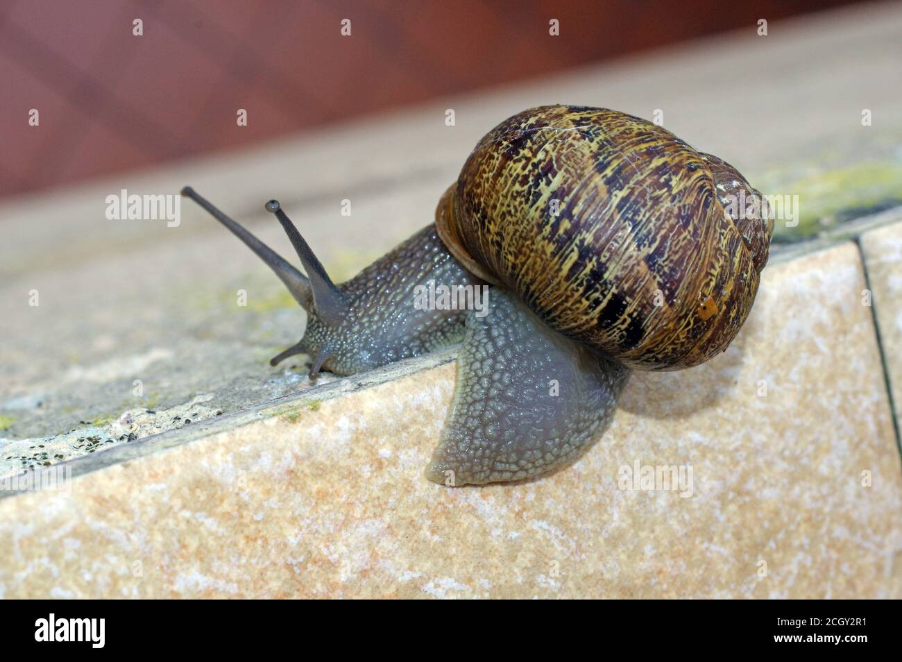 Snail in nature close-up Stock Photo - Alamy