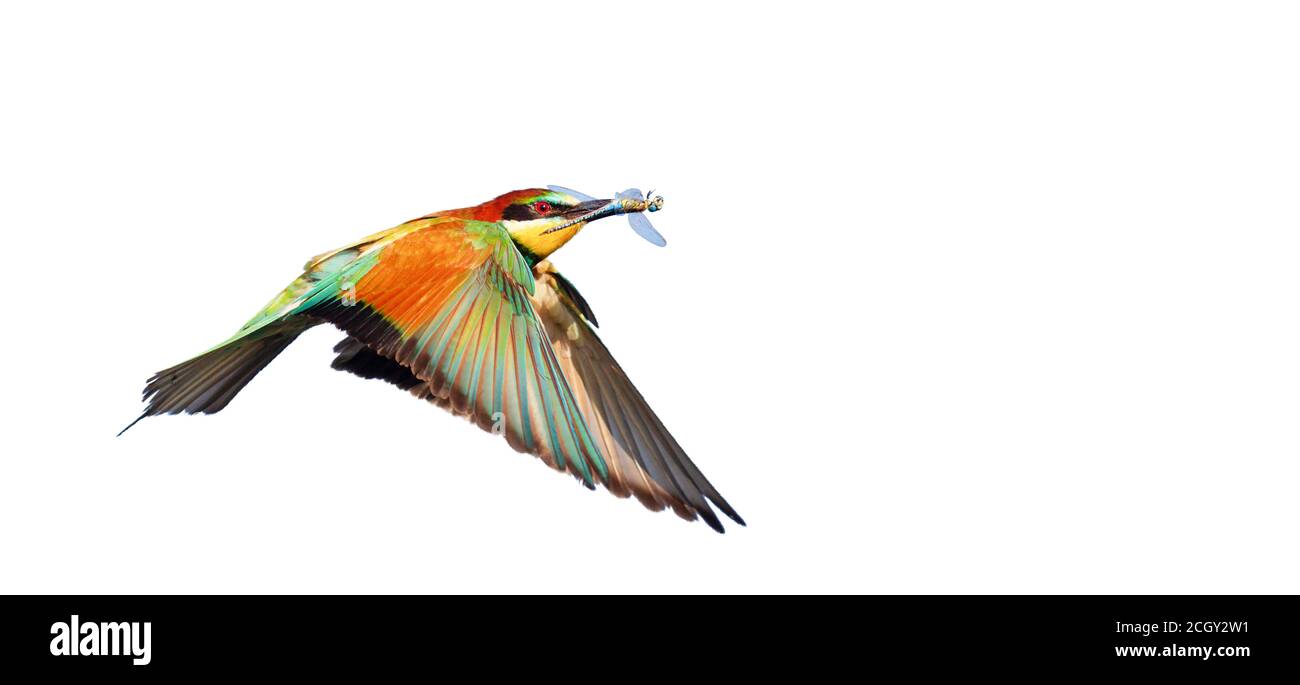 Blue dragonfly fly in Cut Out Stock Images & Pictures - Alamy