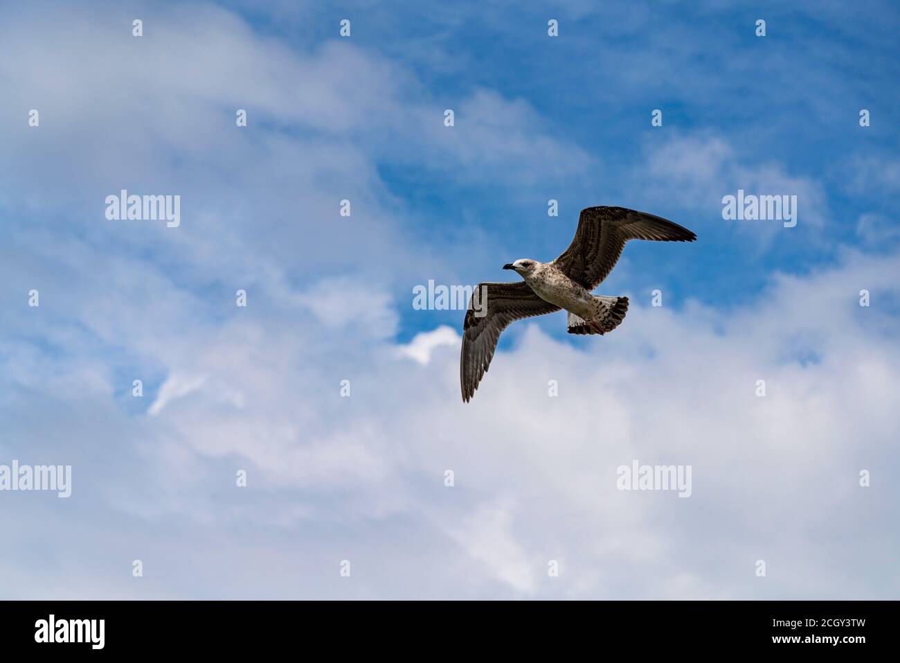 Graceful sea gull flight hi-res stock photography and images - Alamy