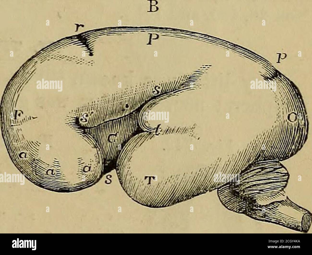 Anterior frontal lobe brain hi-res stock photography and images - Alamy