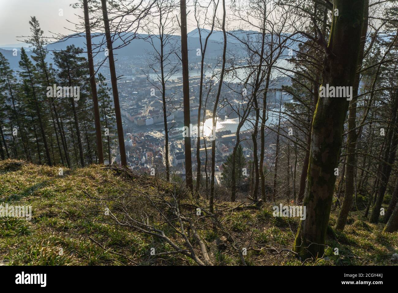 Bergen landscape behind the trees Stock Photo - Alamy