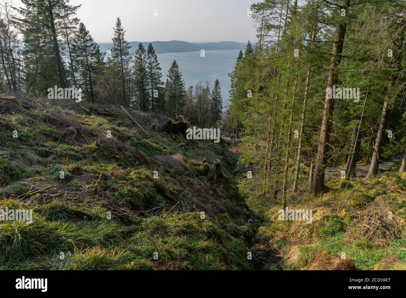 The forest and the sea Stock Photo - Alamy