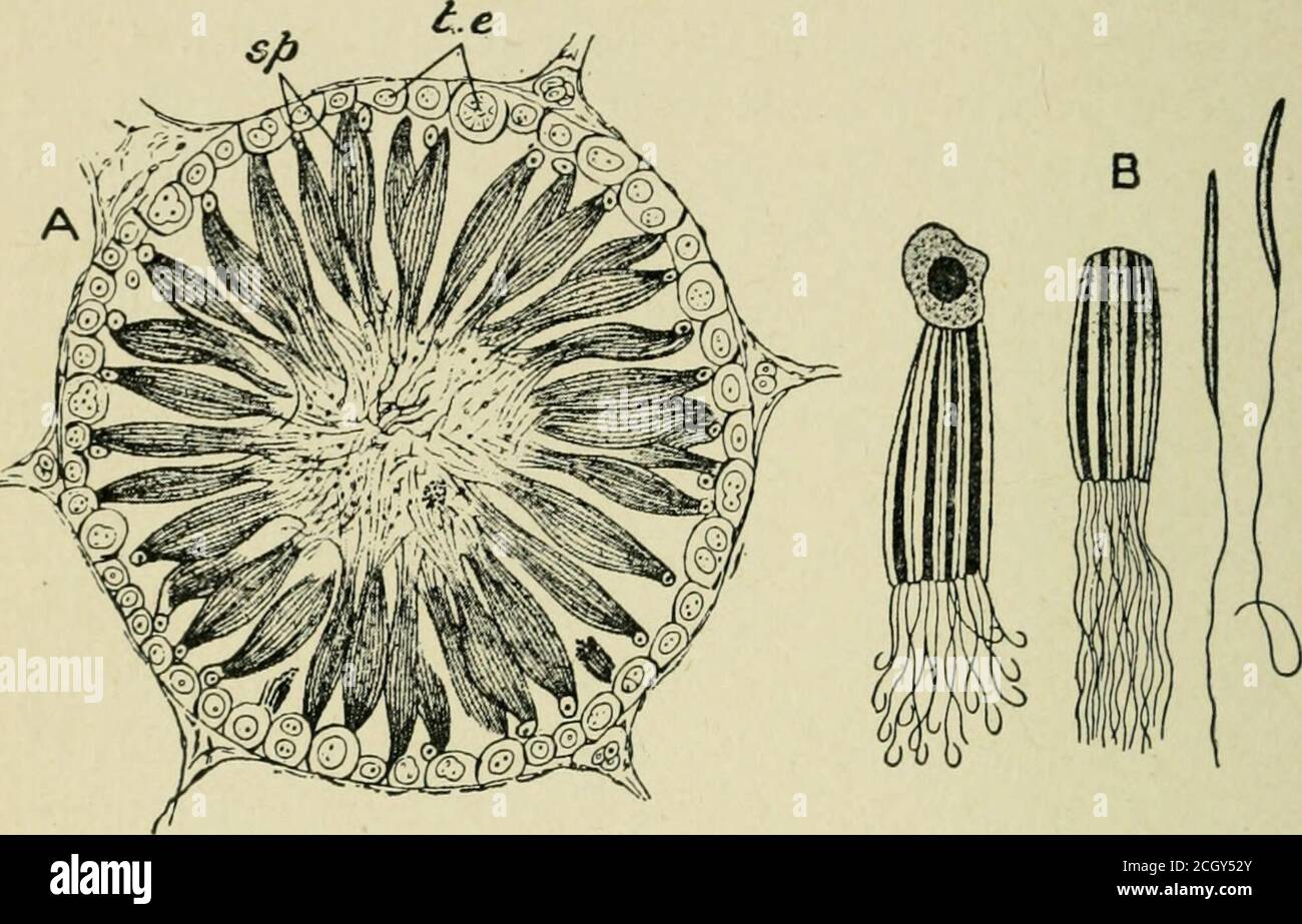 Tunica albuginea testis hi-res stock photography and images - Alamy