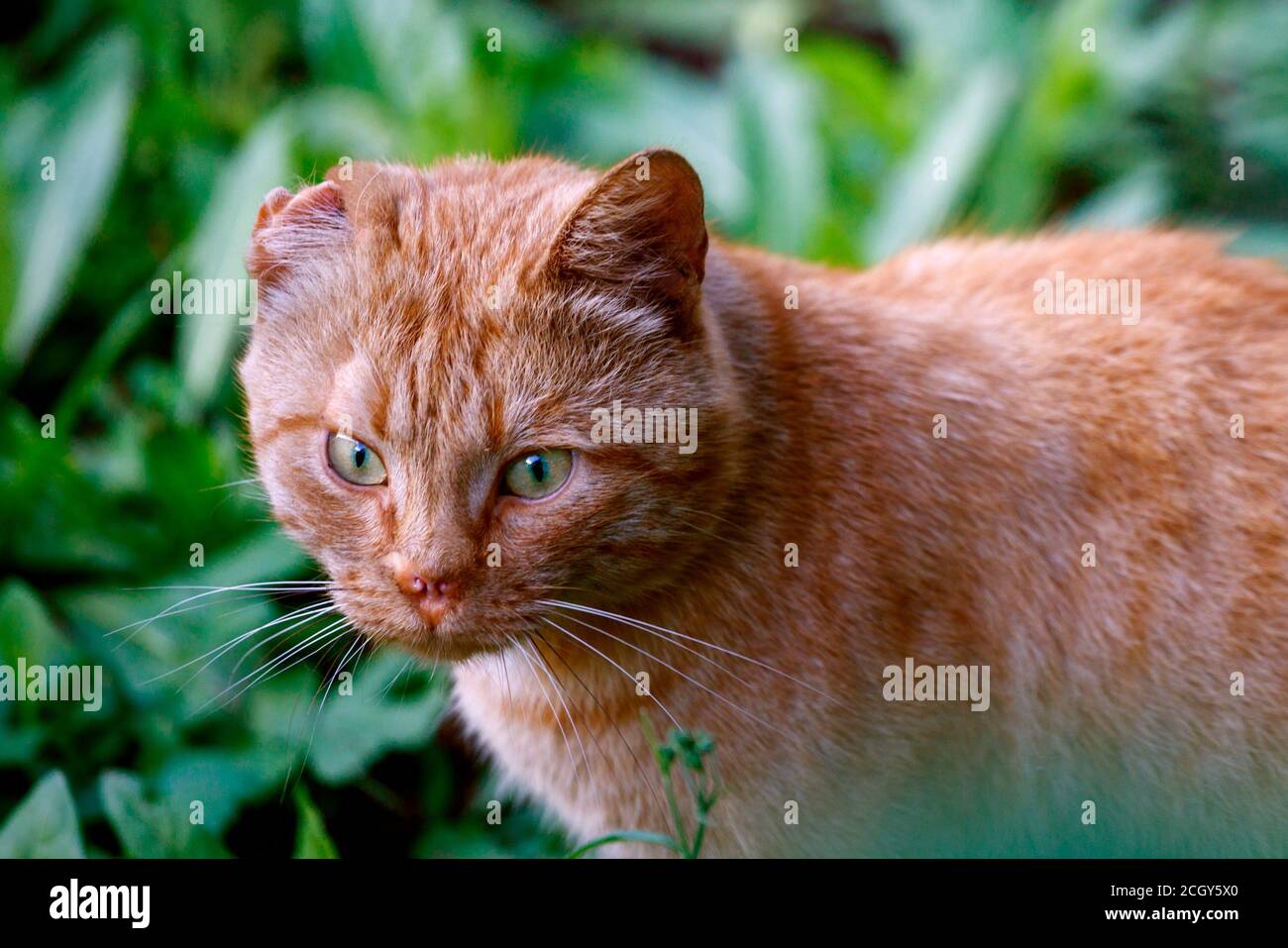 homeless red cat with a torn off ear in nature Stock Photo - Alamy
