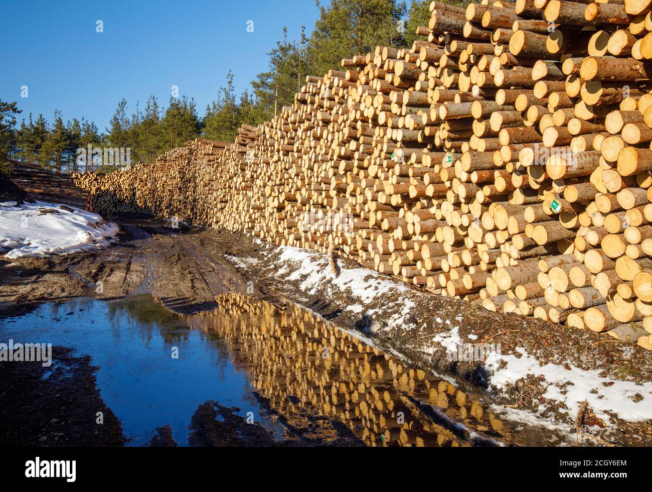 Harvested European spruce logs ( picea abies , fir logs) stacked to log ...