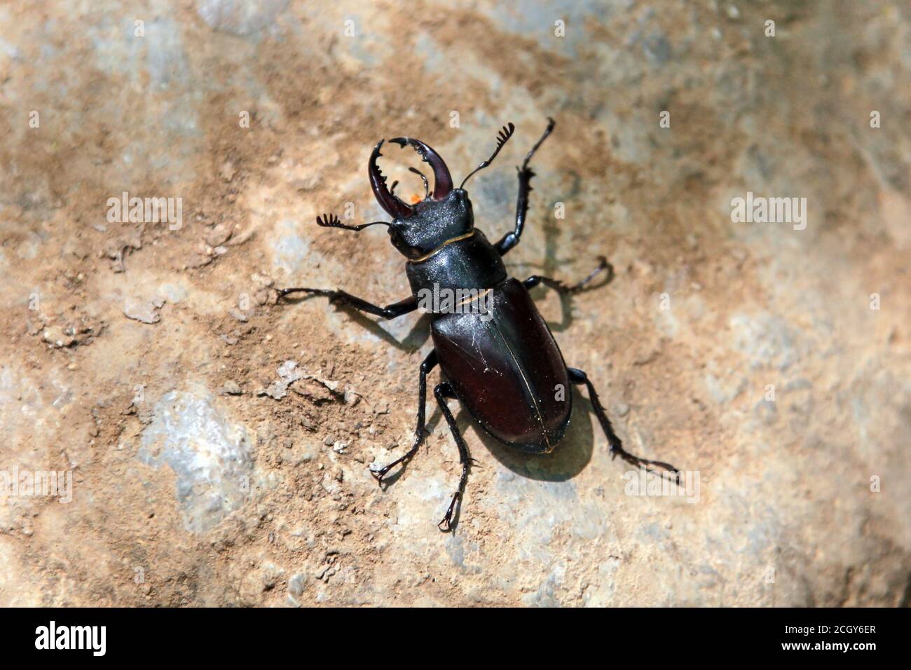 Large black beetle with long mustache and mandibles sitting on a rock ...