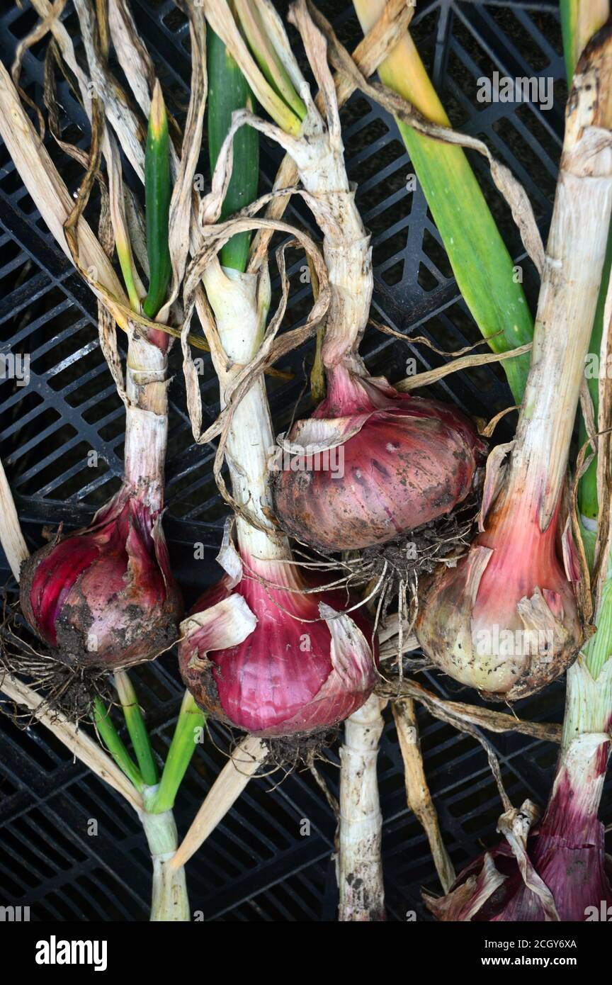 Onion drying uk hi-res stock photography and images - Alamy