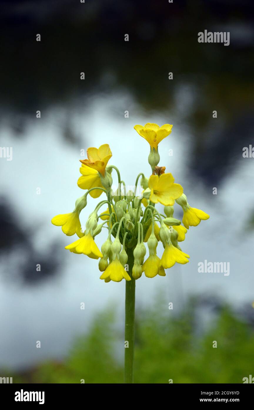 Pale Yellow Primula 'Florindae' (Tibetan cowslip) Flowers grown in a ...