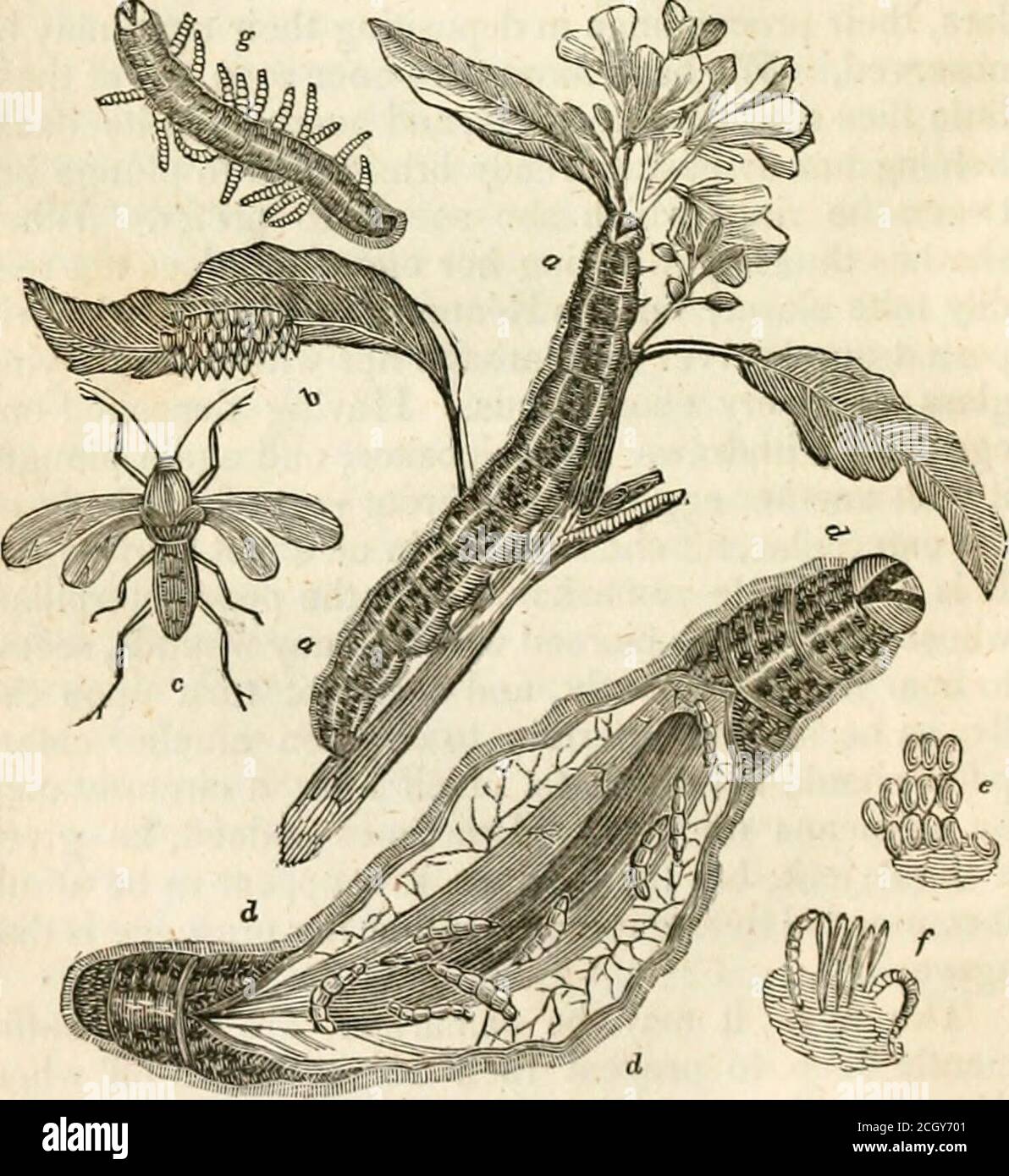 Thrust caterpillar hi-res stock photography and images - Alamy