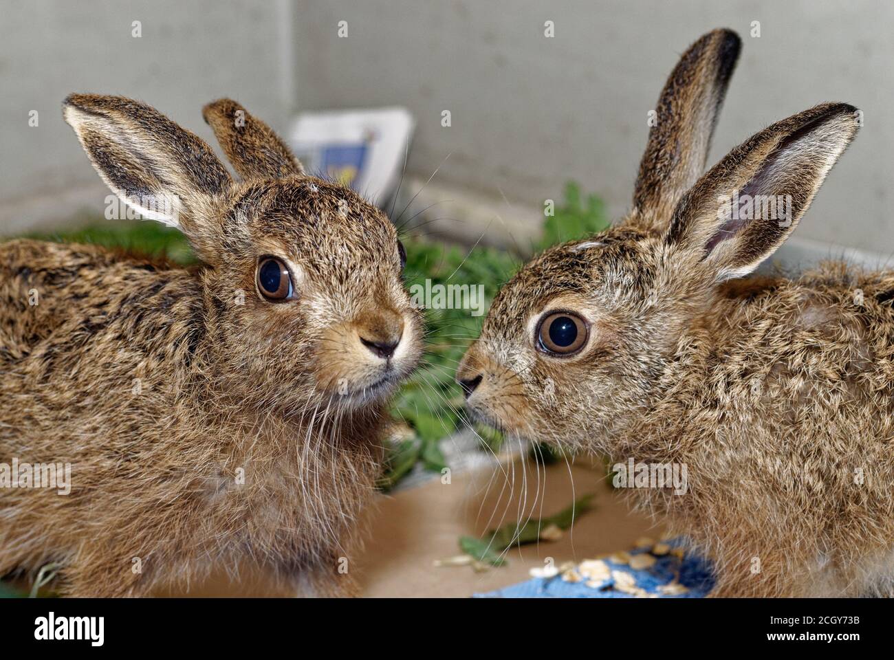 Weasel (Mustela nivalis) Juvenile orphan,in care Stock Photo - Alamy