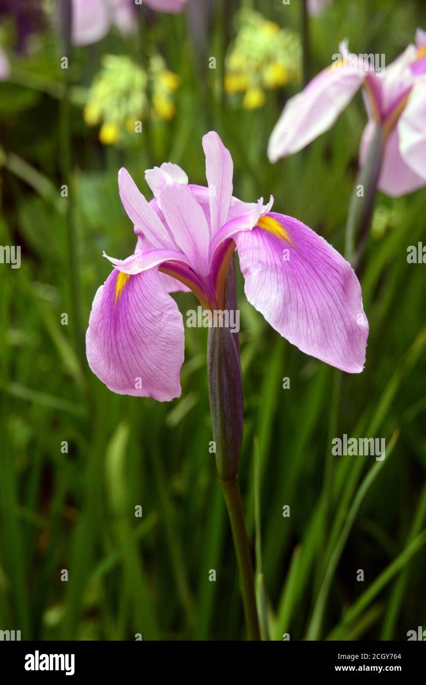 Pink Iris ensata 'Rose Queen' (Japanese water iris) Flower grown in a ...