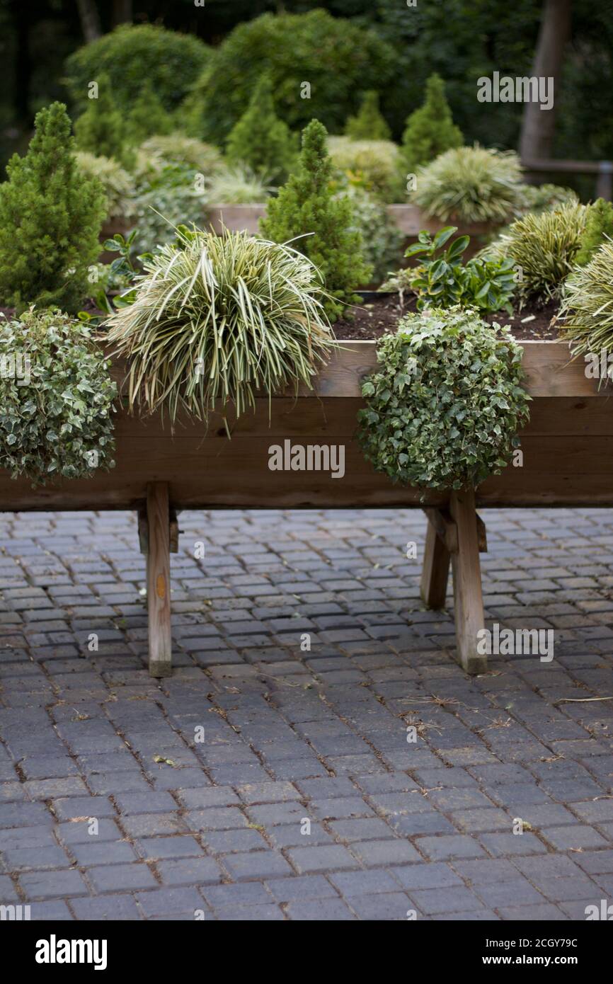 Ornamental grasses container hi-res stock photography and images - Alamy