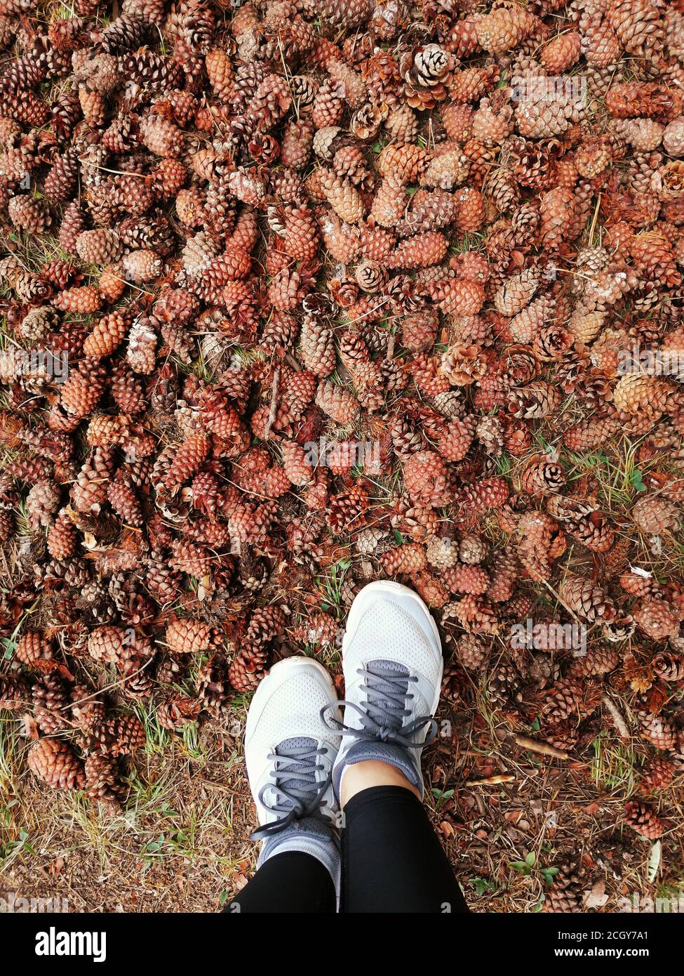 blurred background for the background, feet in sneakers pine cones ...
