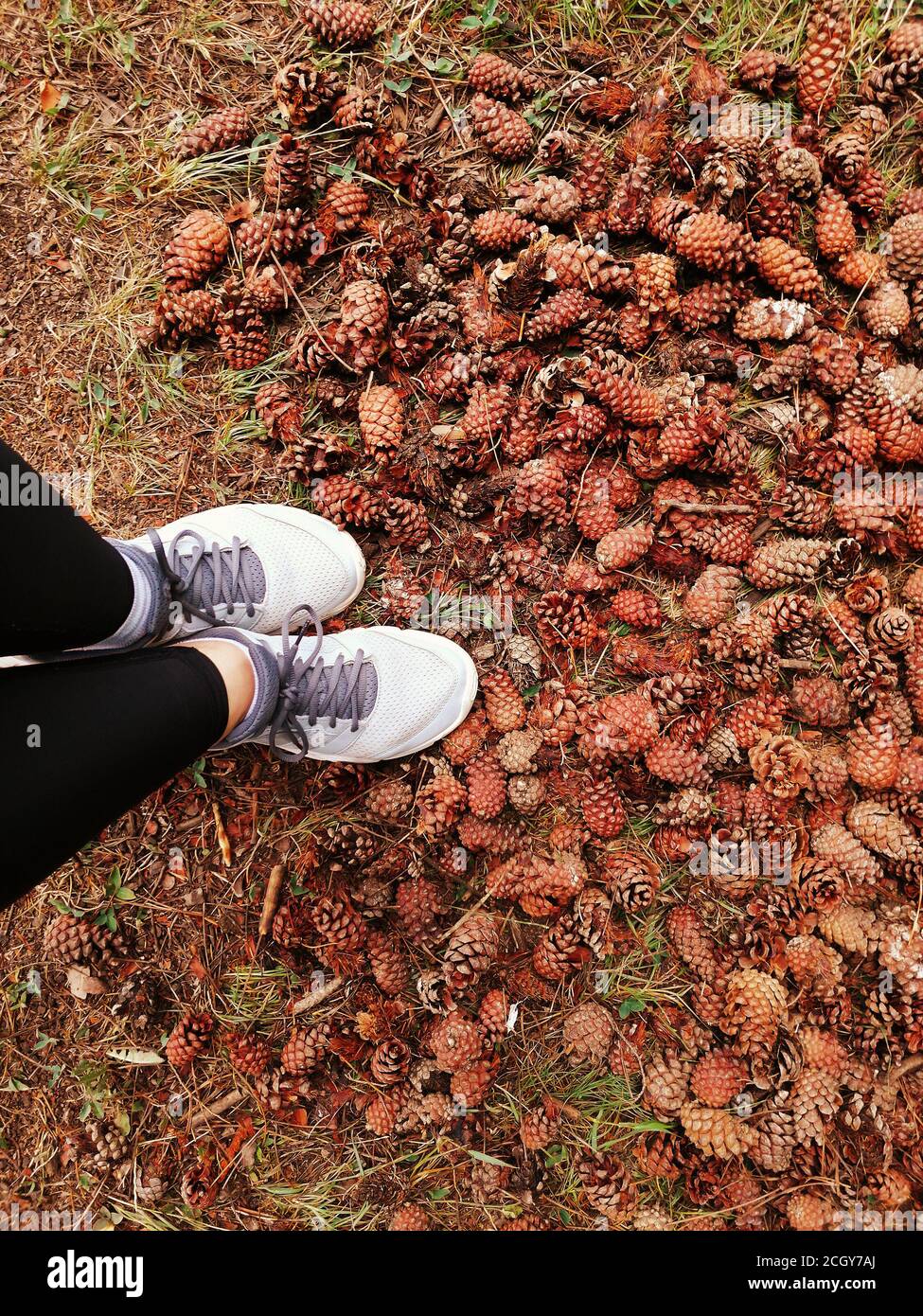 blurred background for the background, feet in sneakers pine cones ...