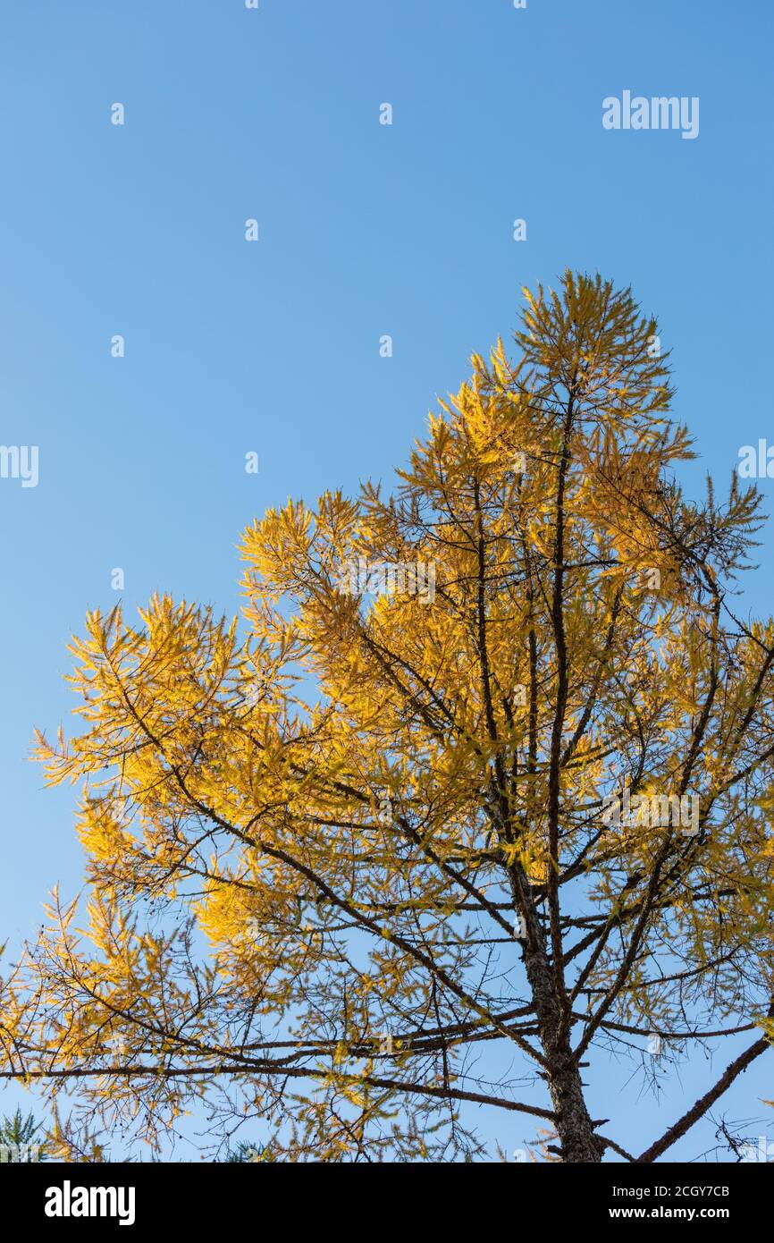 Larch tree in yellow autumn colors and blue sky Stock Photo - Alamy