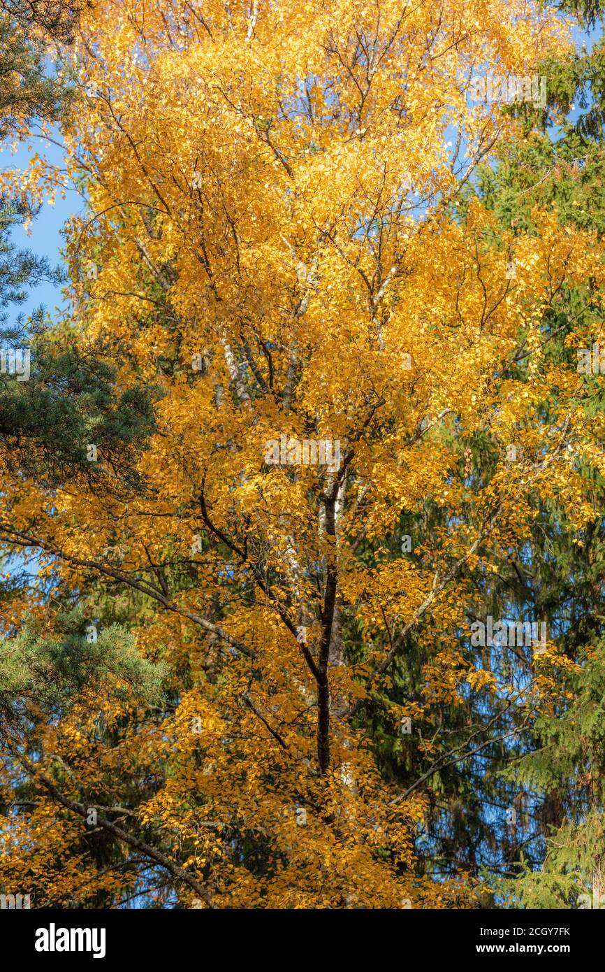 Birch tree and foliage in autumn colors at sunny day Stock Photo - Alamy