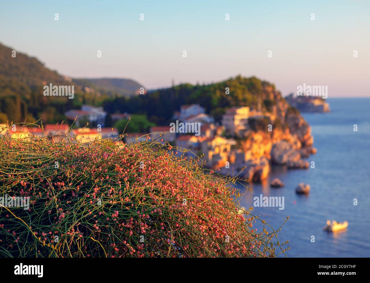 Seaside garden . Pink flowers growing above beach Stock Photo - Alamy