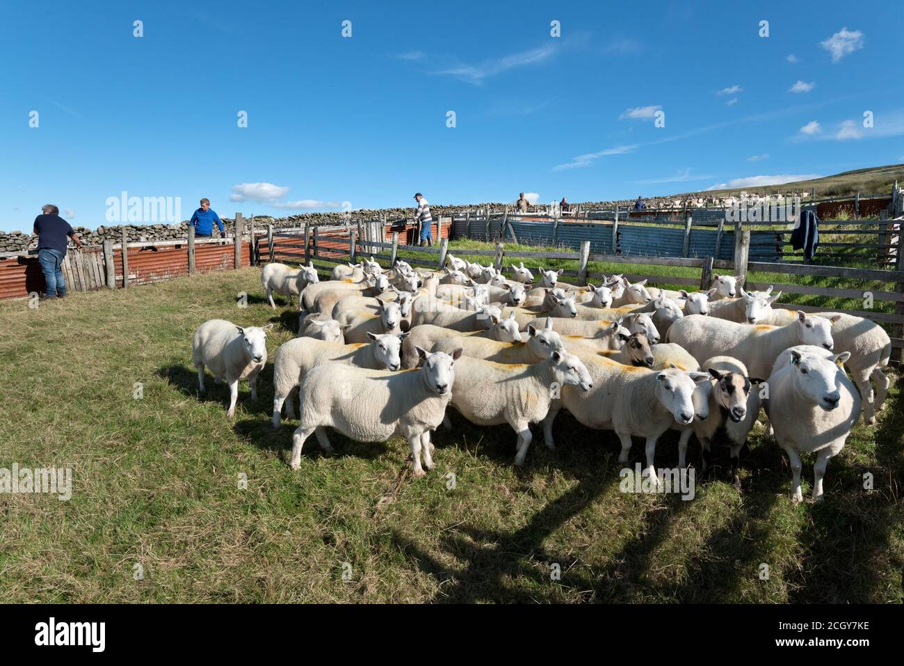 A Summer fell gathering of Sheep on Ingleborough, Yorkshire Dales ...