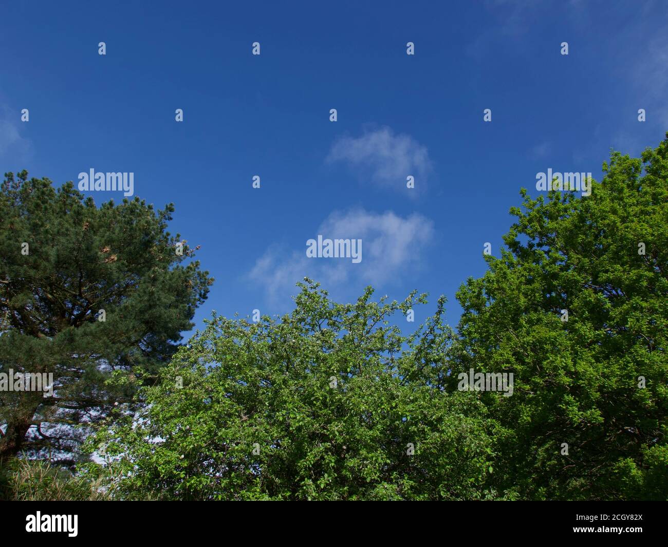 Dark blue sky with soft wispy clouds with copy space above trees Stock ...