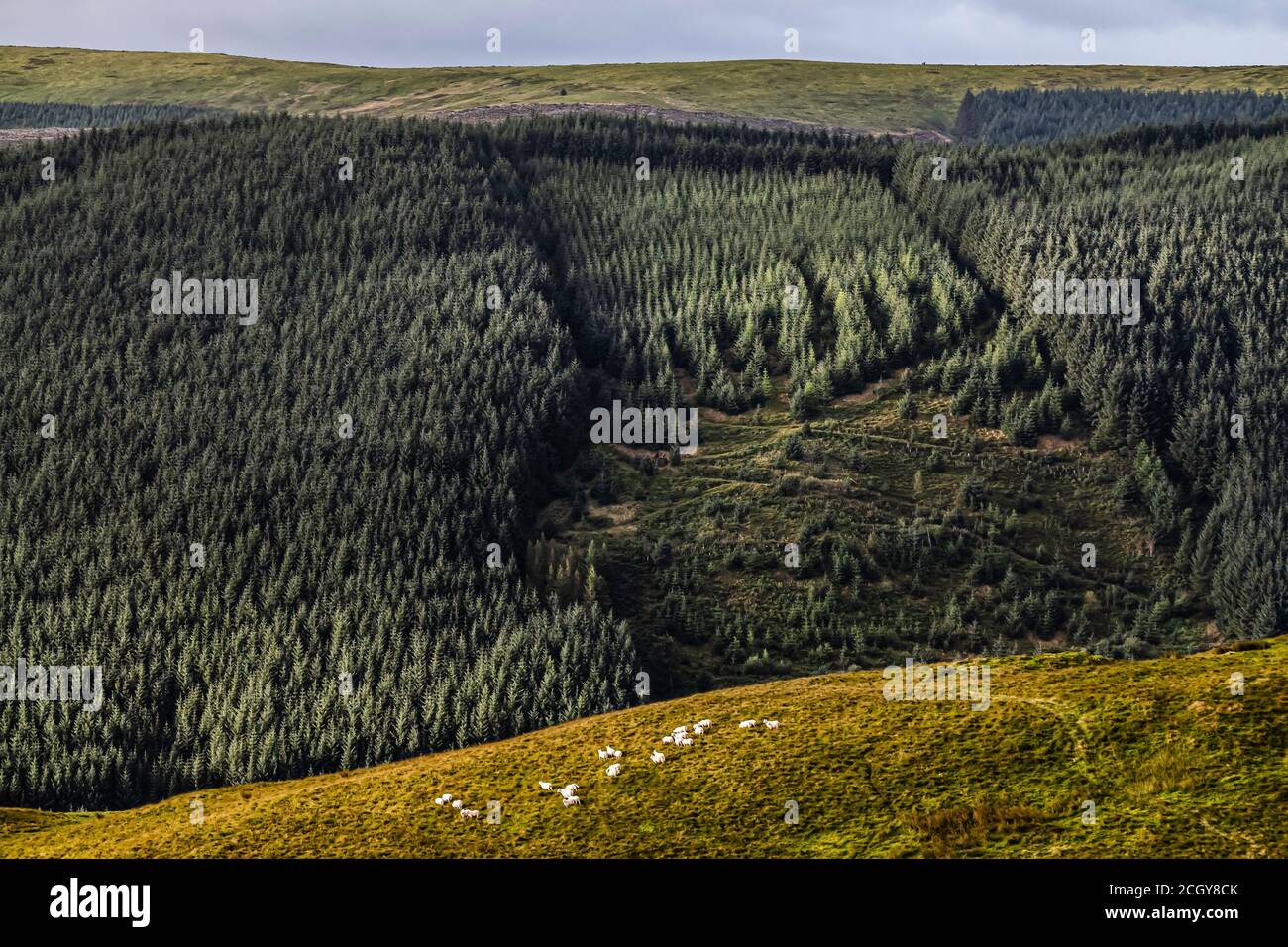Forest Of Ettrick High Resolution Stock Photography and Images - Alamy