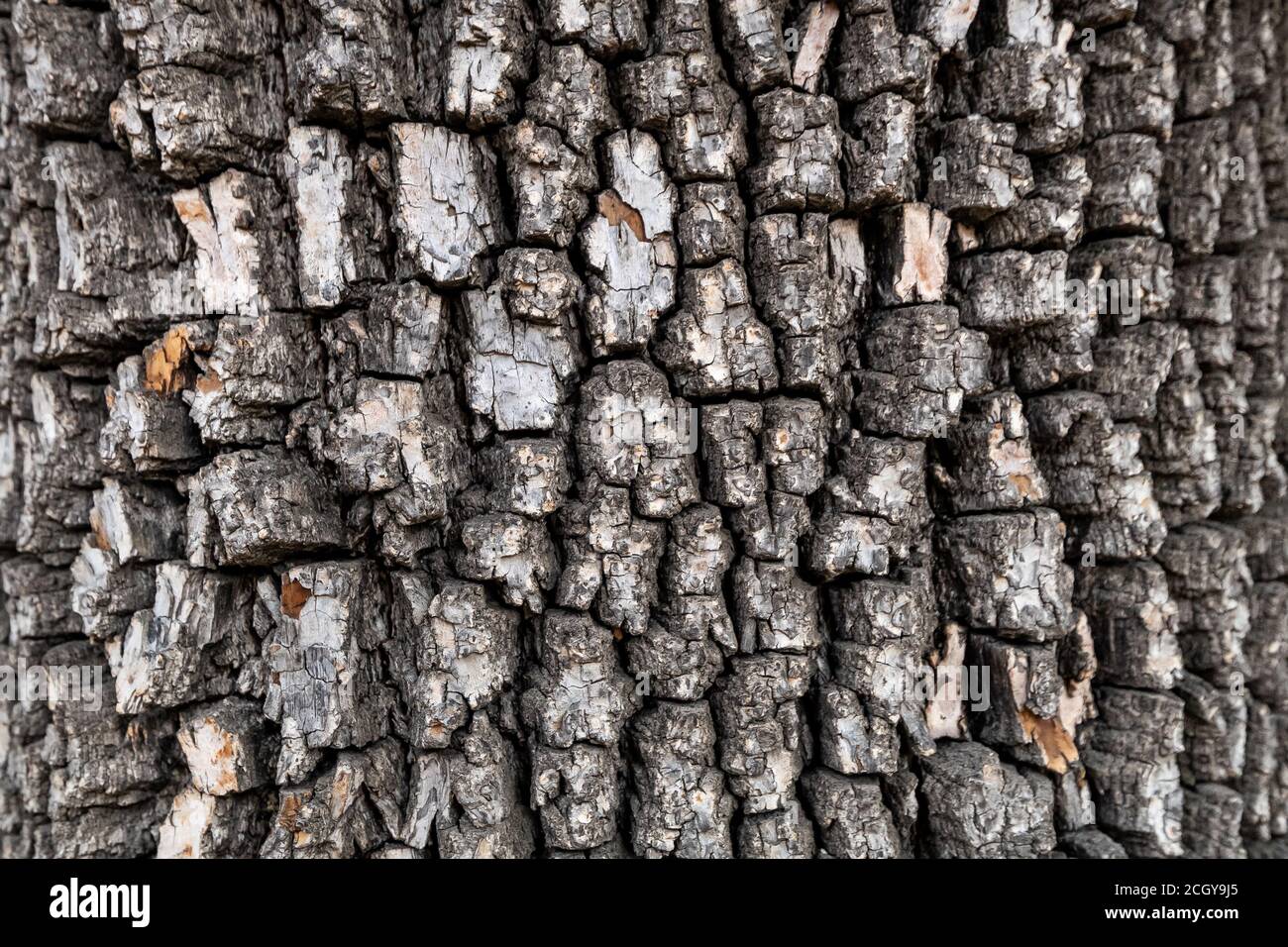 American persimmon bark diospyros virginiana hi-res stock photography ...