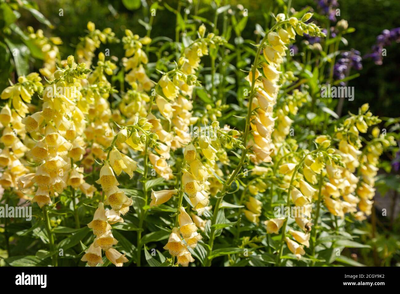 Digitalis grandiflora yellow foxglove hi-res stock photography and ...