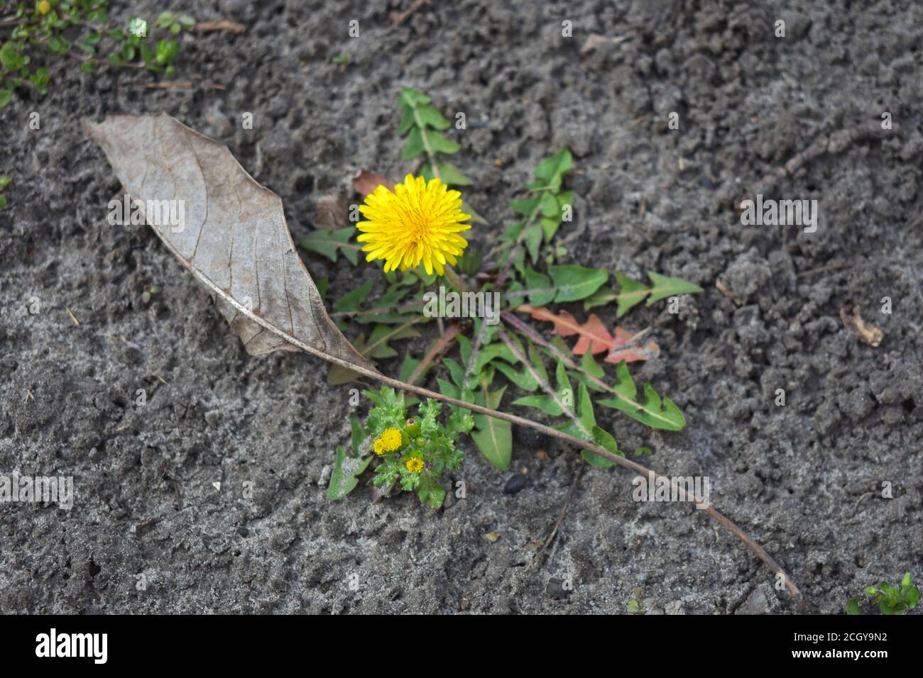 Dandelion and grass Stock Photo - Alamy