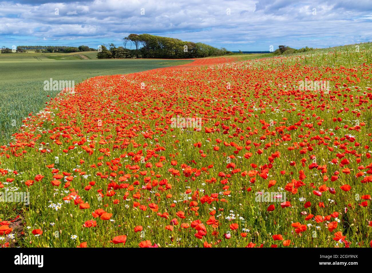 A lovely field of poppies near Largo Law, Lower Largo Fife, Scotland ...