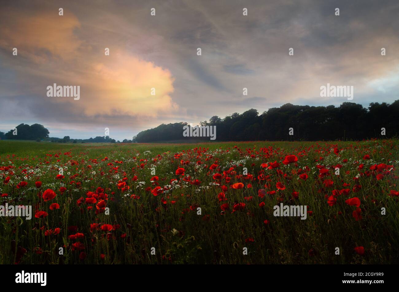 Poppy field, the symbol to remember the fallen heroes of war Stock ...