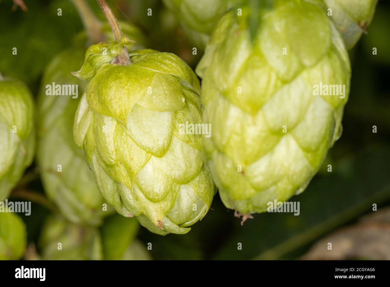Wild hops plant hi-res stock photography and images - Alamy