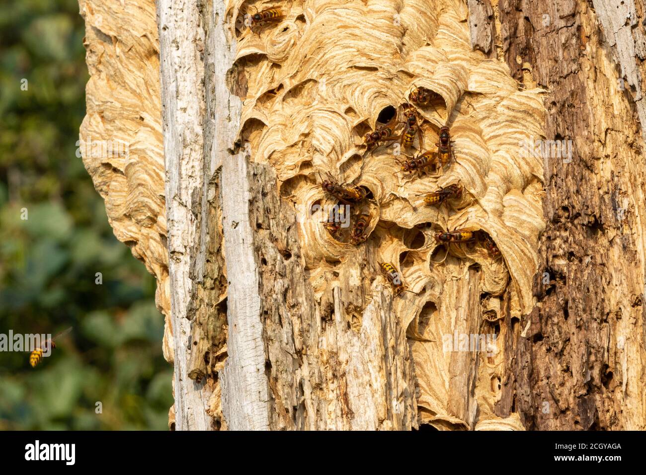 European hornet or giant hornet nest in hollow tree with multiple large ...
