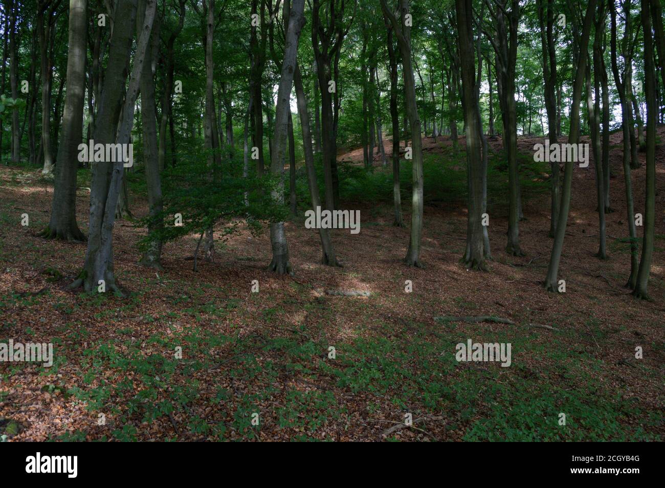 Forest at Volcanic Lake Laach Caldera in Rhine-Westphalia, Germany ...